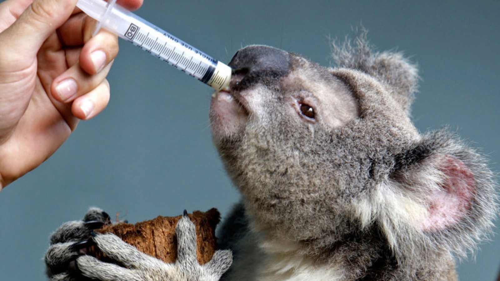 Impfstoff für Koalas hilfreich gegen Aids?