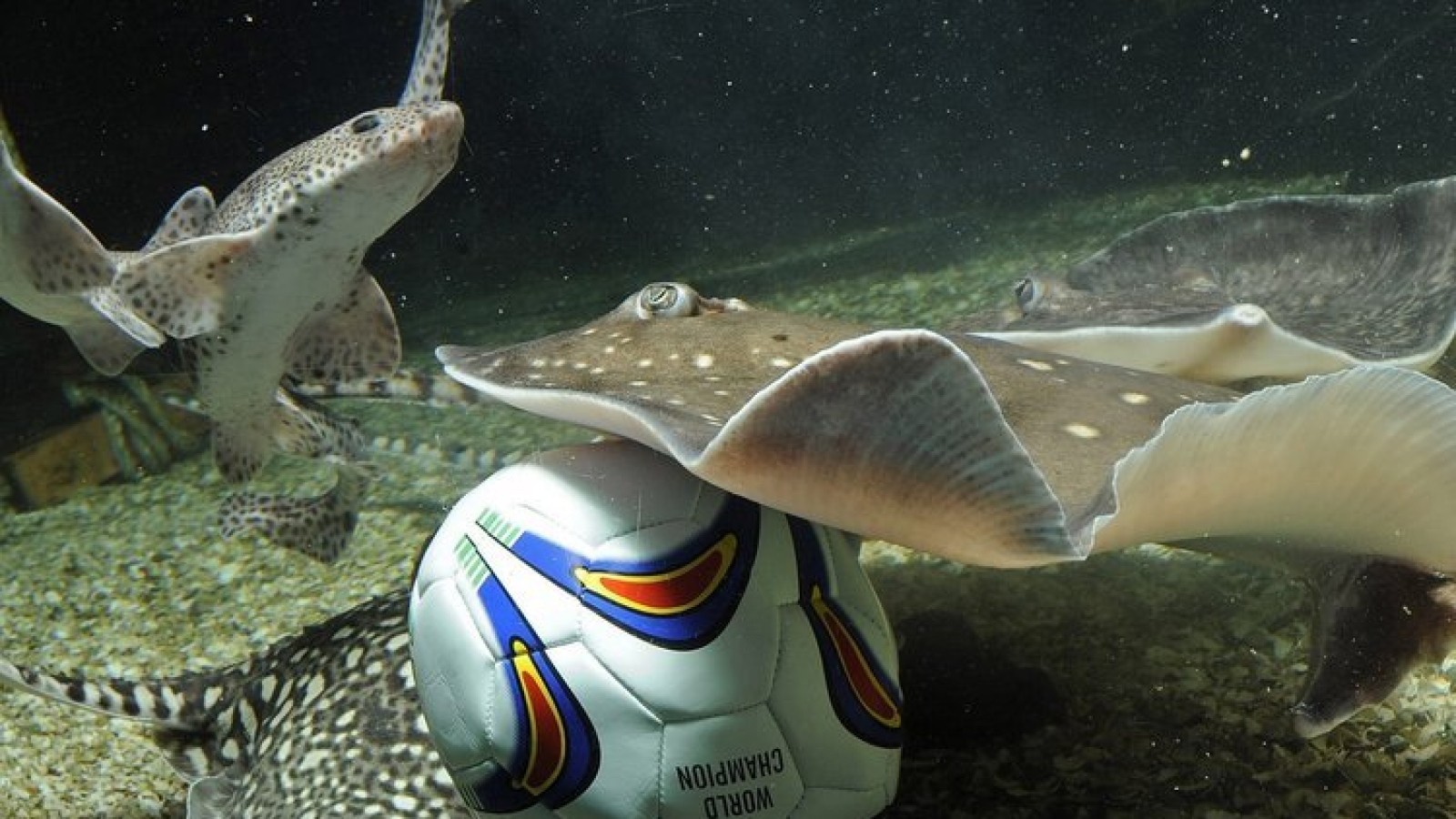 Die Hai und Rochen-WM