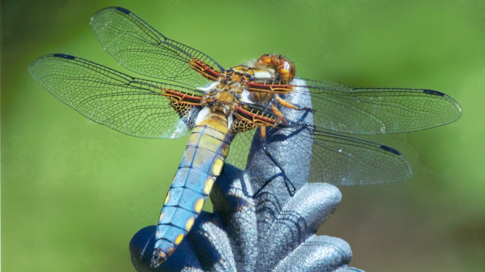 Können Libellen Menschen stechen?