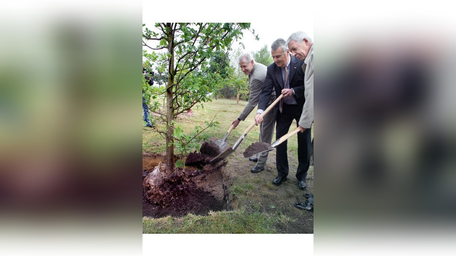 100 Eichen für Altenessen