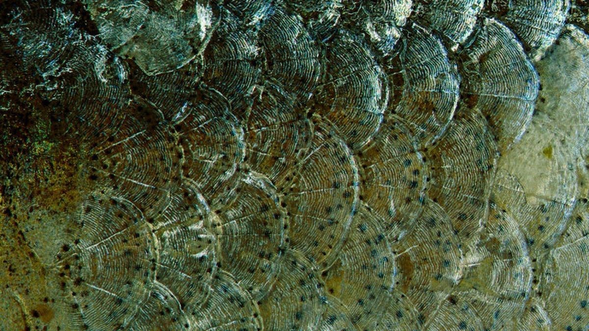 Wozu haben Fische Schuppen und warum haben nicht alle welche?