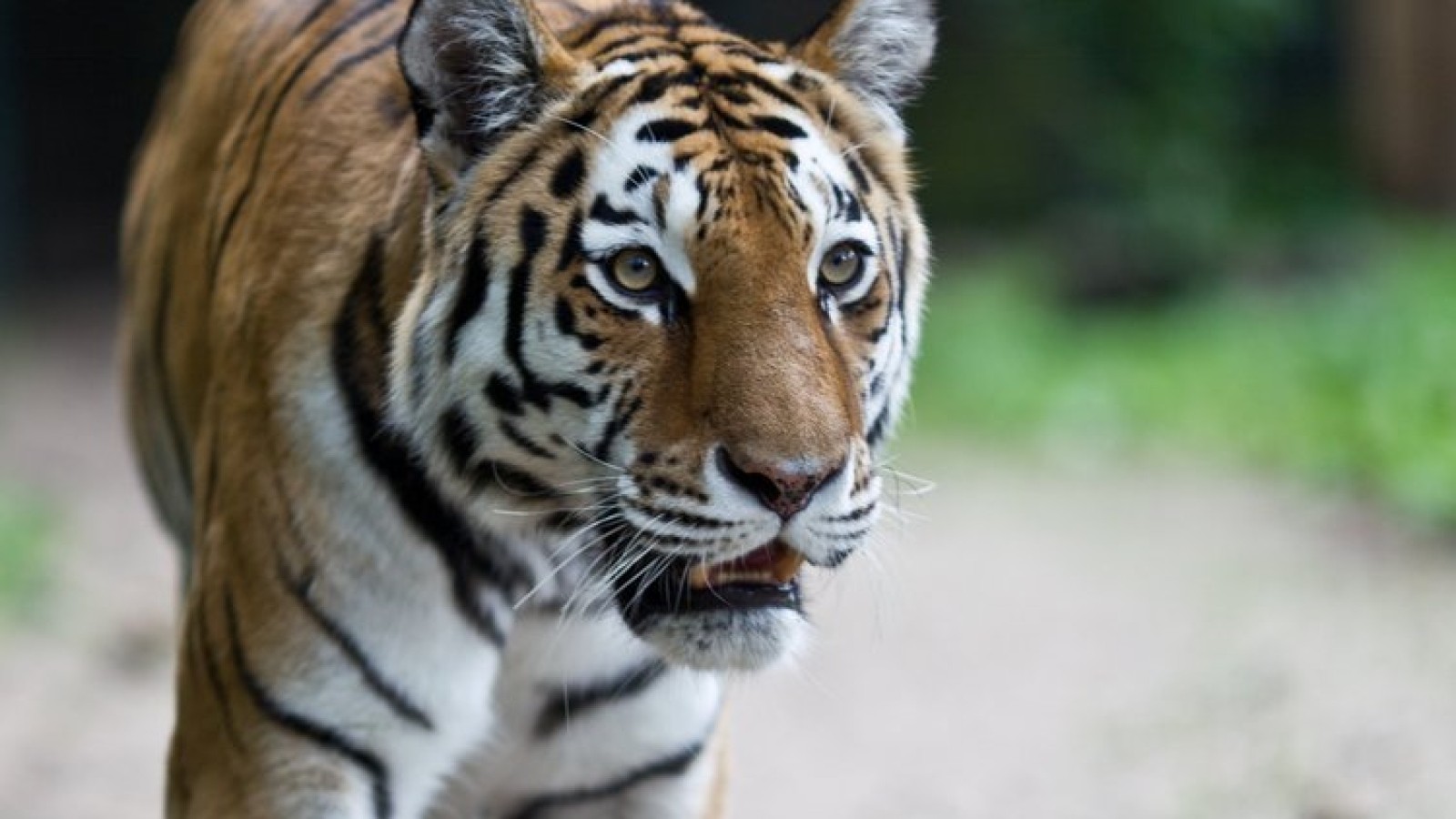 "Tiger-Ente": Ausgebrochenes Tier war nur Scherz
