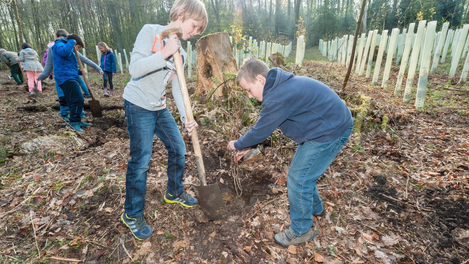 Hattinger Grundschüler pflanzen 50 Feldahornbäume