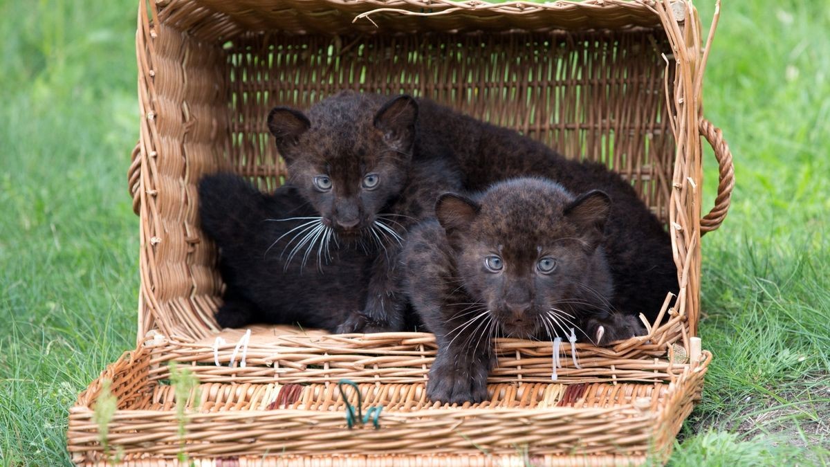 Panther-Zwillinge im Berliner Tierpark geboren