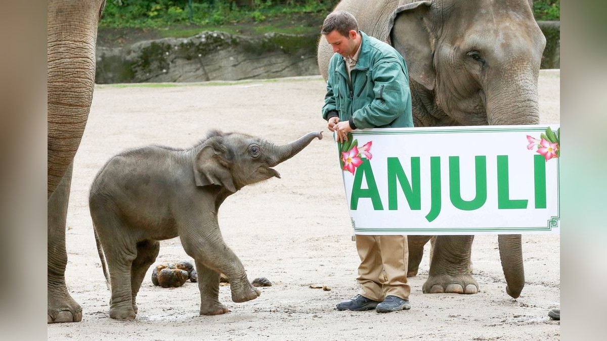 Hamburgs Baby-Elefant heißt Anjuli