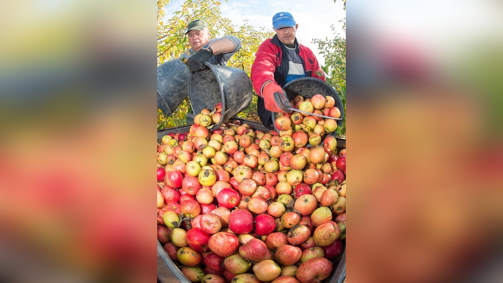 Wissenswertes rund um den Apfel
