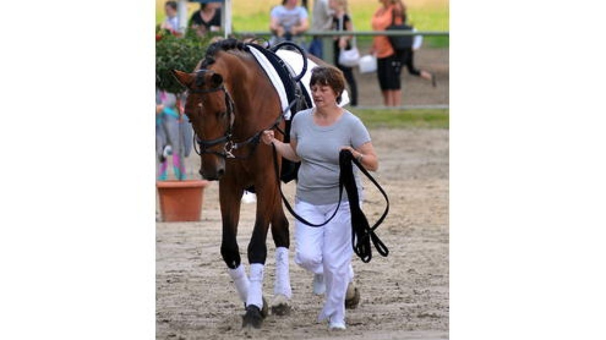 Die Zügel fest in der Hand