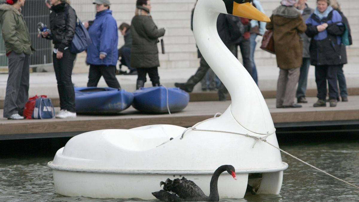 Der Schwan, der ein Tretboot liebte, lebt noch