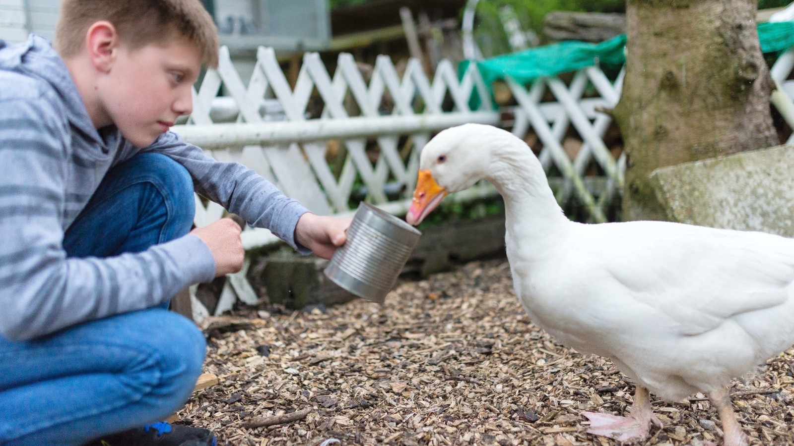 Gans Emma fehlt ein befruchtetes Ei zum Mutterglück