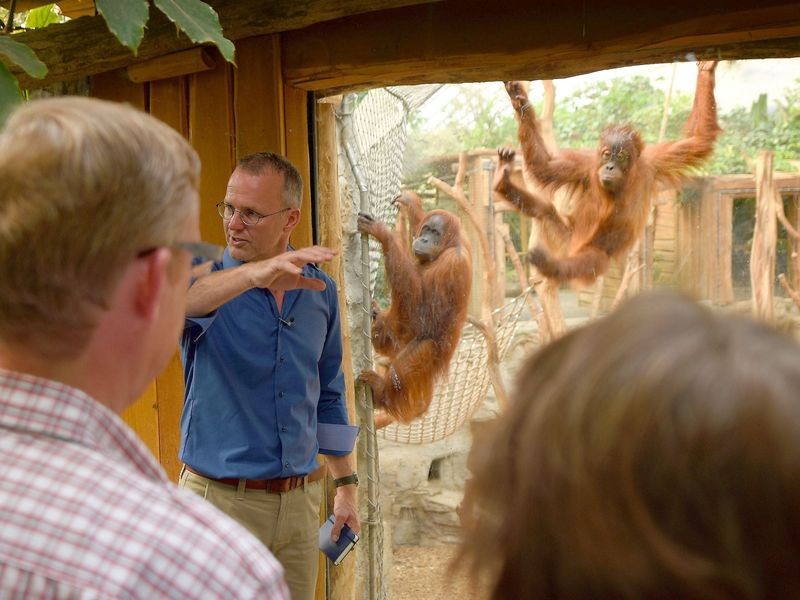 Zoo im Büro - Was wir von Affen für den Alltag lernen können