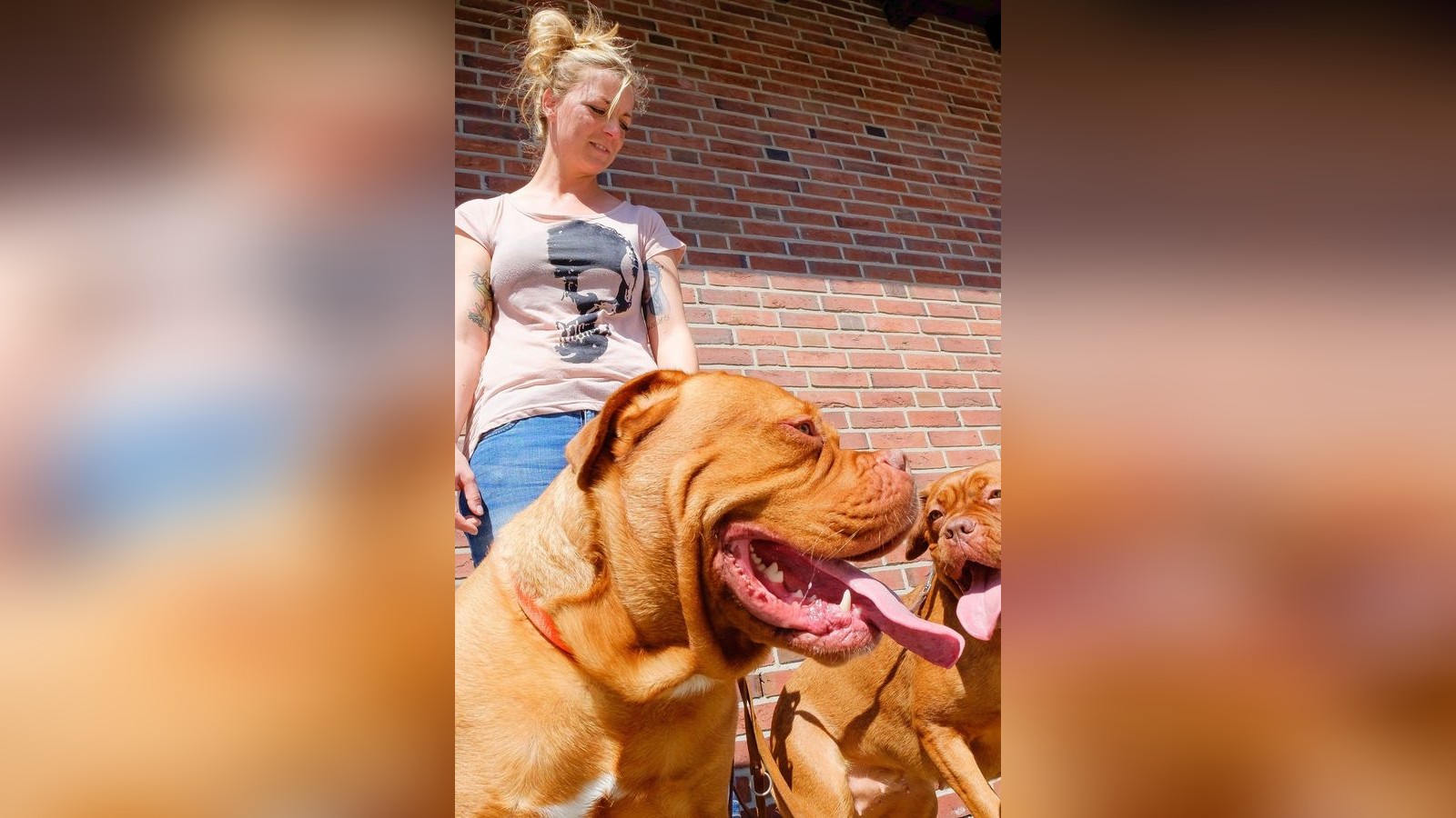 Windhund und Mini-Bullterrier bei Duisburger Messe