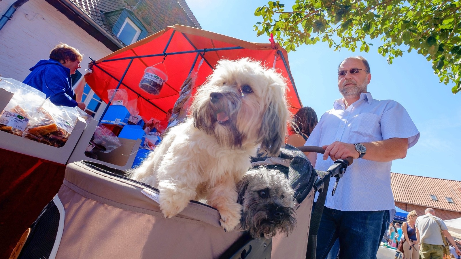 Windhund und Mini-Bullterrier bei Duisburger Messe