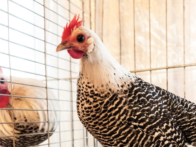 Interview mit einem Model-Huhn