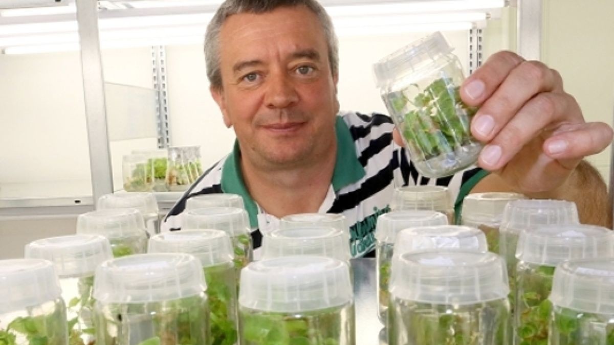 Berliner Forscher klonen seltene Linden für barocke Allee