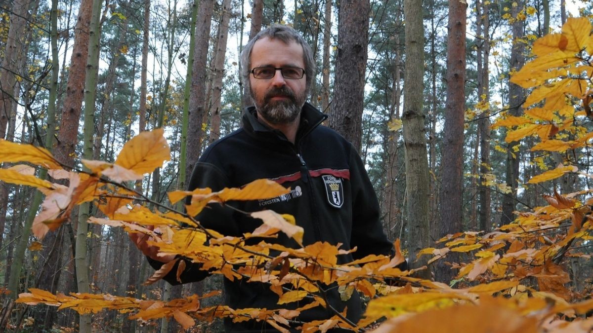 Grunewald wird als „Waldgebiet des Jahres “ ausgezeichnet