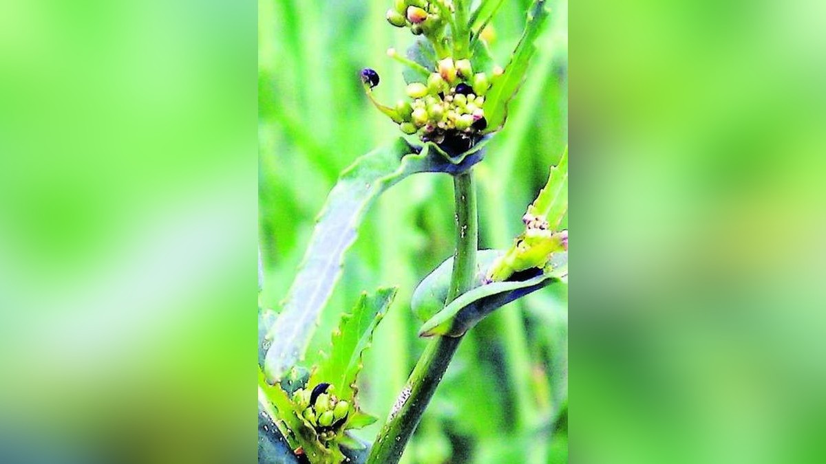 Invasion der schillernden Krabbeltiere