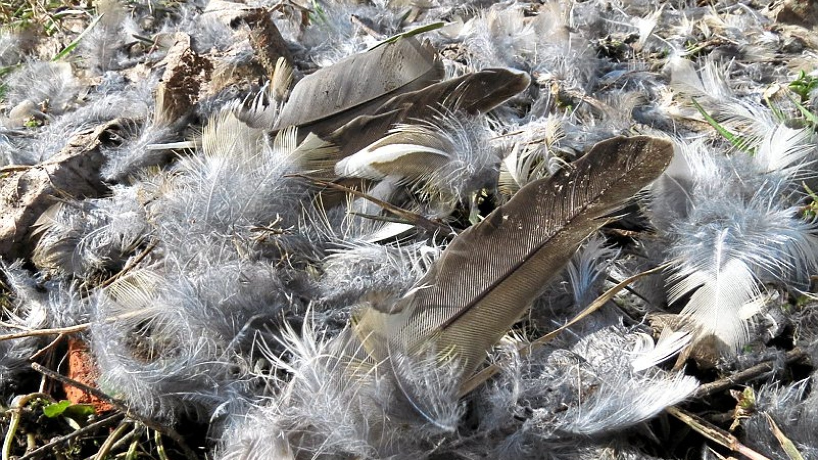 Greifvögel rupfen ihre Vogel-Beute