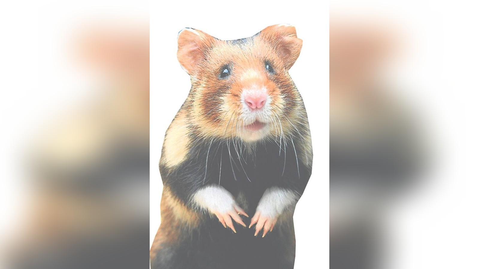 Neue Heimat für Lammes Phantom-Hamster