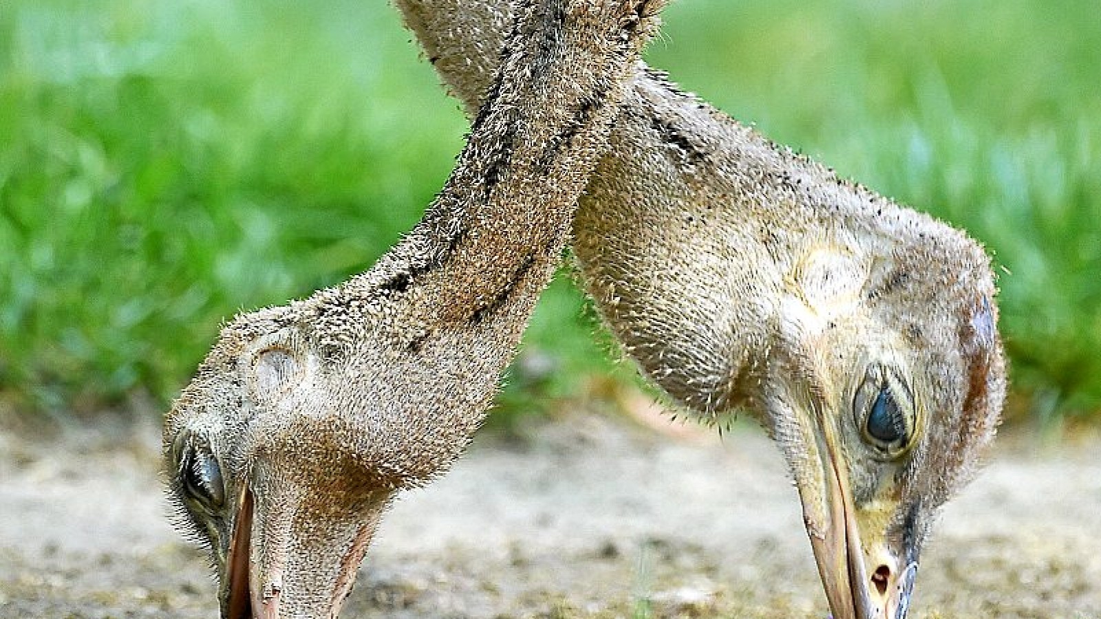 Bedrohte Strauße haben Nachwuchs
