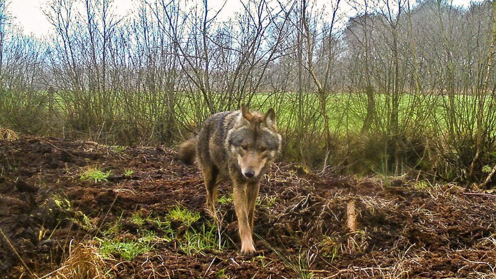 Mittler zwischen Wolf und Mensch