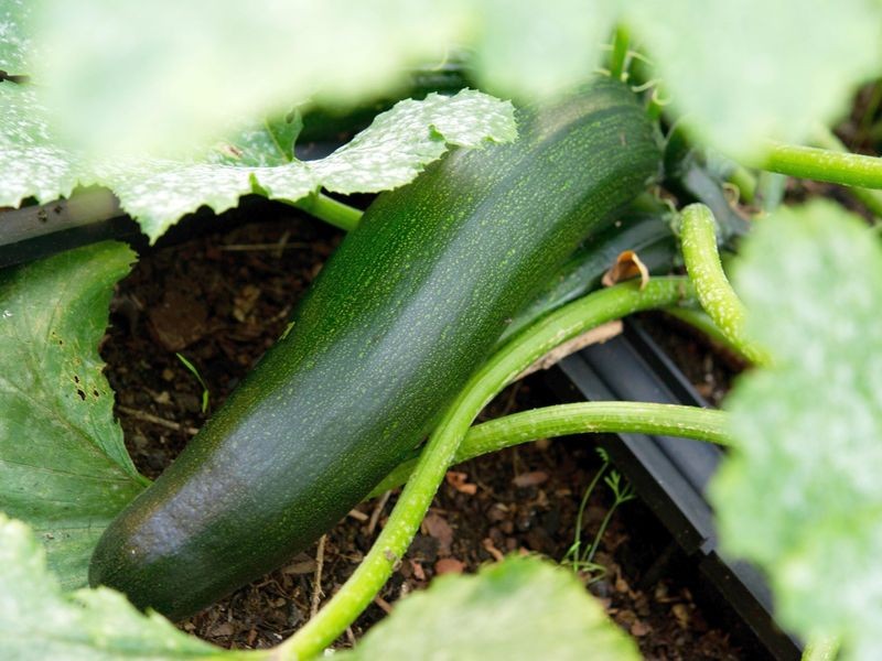 Giftige Zucchini: So erkennen Sie Cucurbitacin