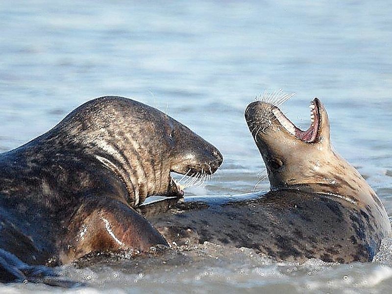 Große Robben tummeln sich im Museum