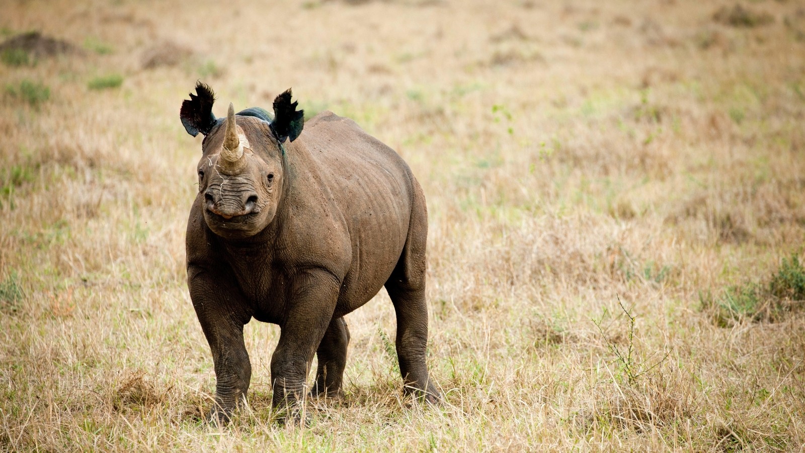 Die rote Liste der bedrohten Tierarten wird länger