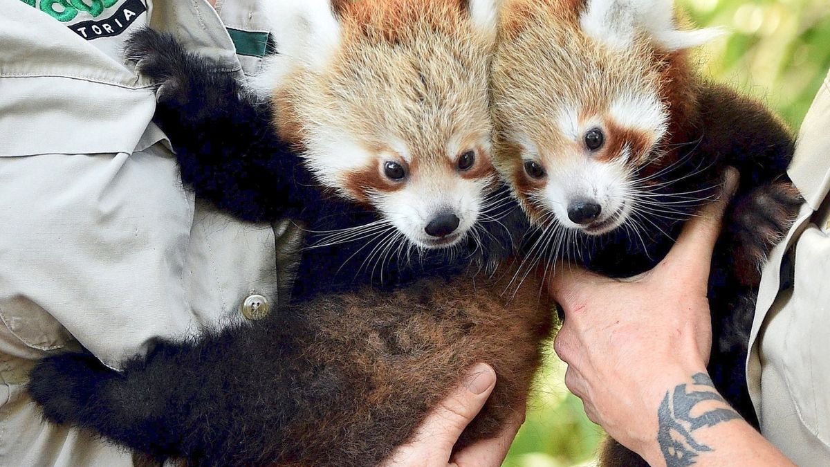 Im australischen Zoo von Melbourne haben zwei rote Pandas das Licht der ...