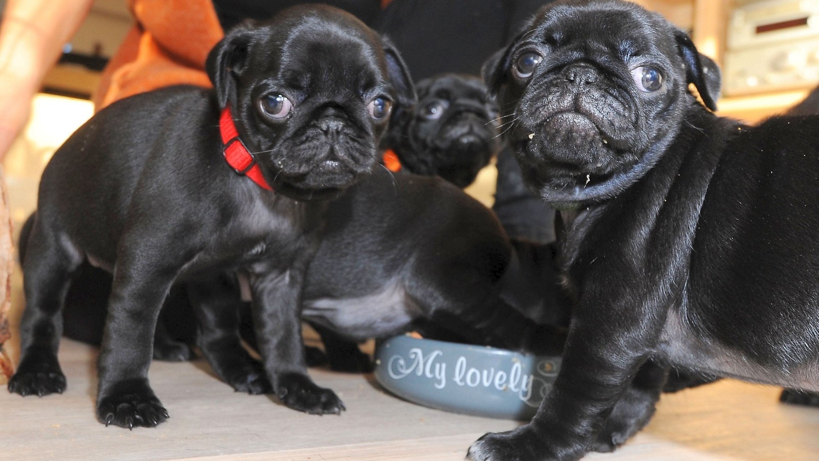 Züchterin in Oberhausen wollte früher nie einen Mops