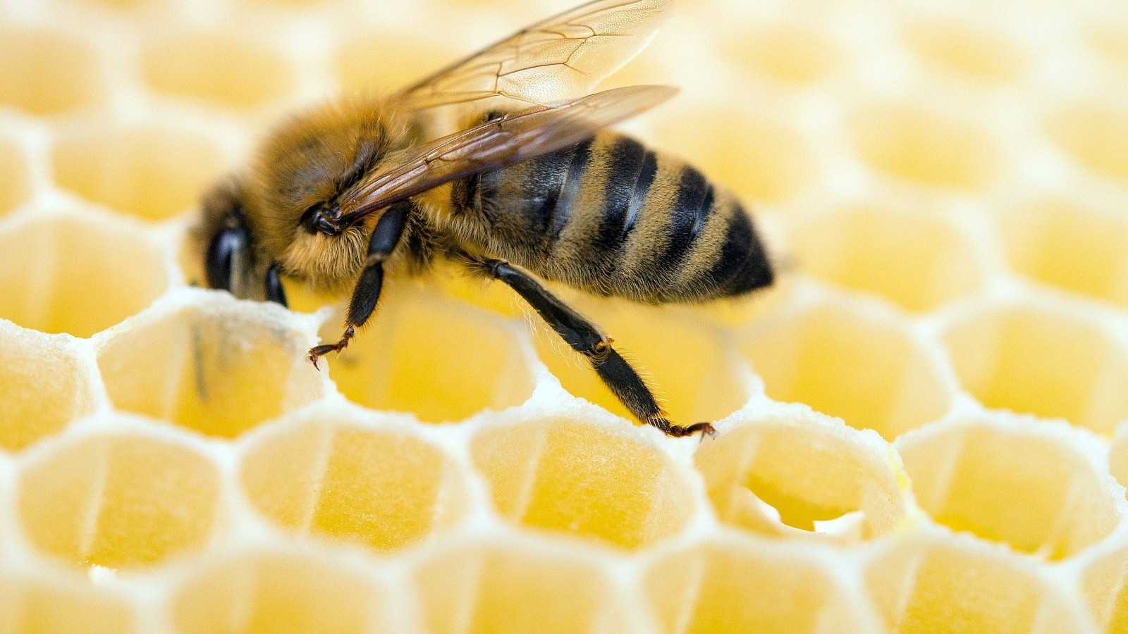Warum Varroa-Milben eine Gefahr für Bienen sind