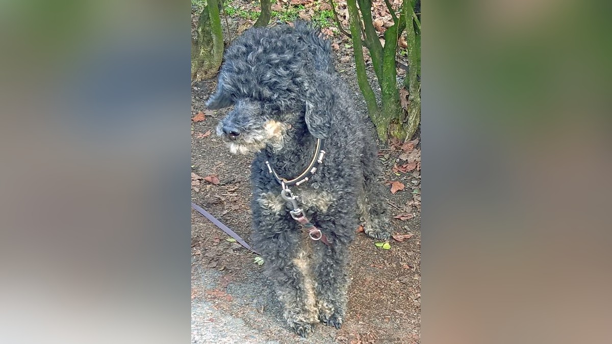 Das Tierheim sucht ein neues Zuhause für Pudelhündin Teddy