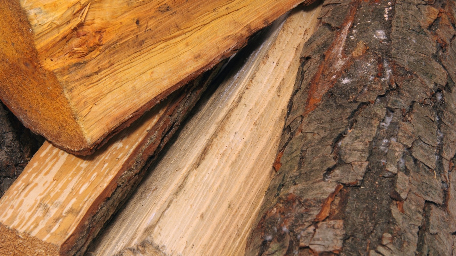 Ich sehe nie Frauen Holz hacken – warum eigentlich?