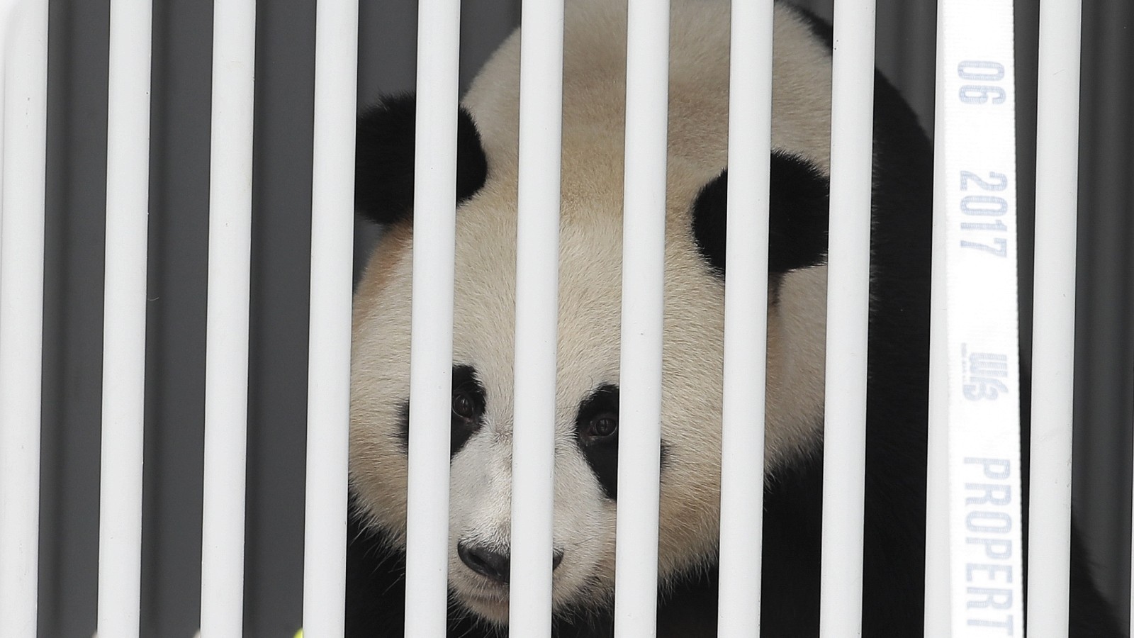 Pandas in Berlin - Zum Frühstück gab es Muffins