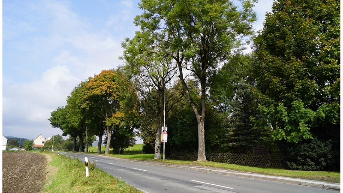 Sieben Eschen werden gefällt