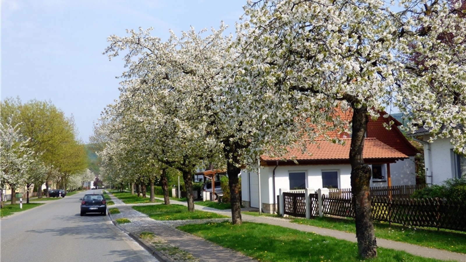 Die „Kirschbaumallee“ steht in voller Blüte