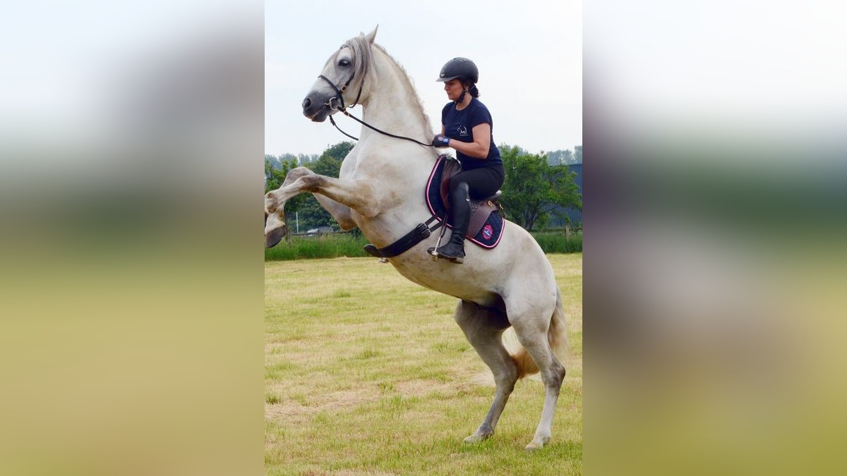 Nicole Hoff vermittelt spanische Pferde von Rees aus