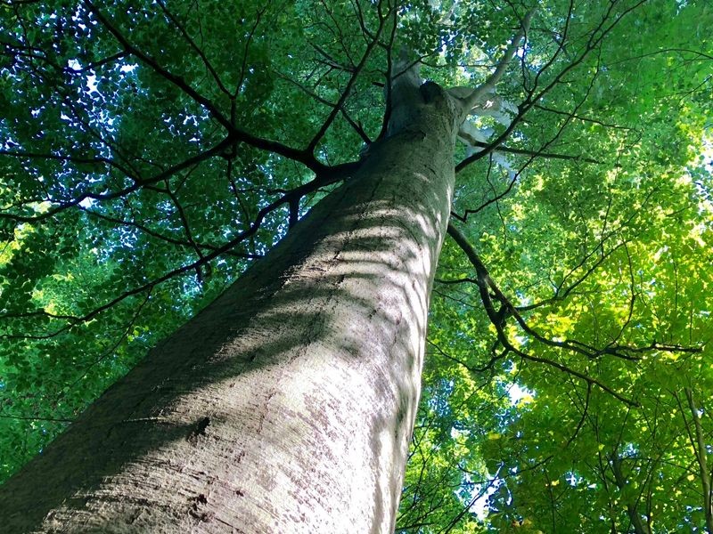 Die schönsten Baumbilder aus unserer Leserfotosammlung