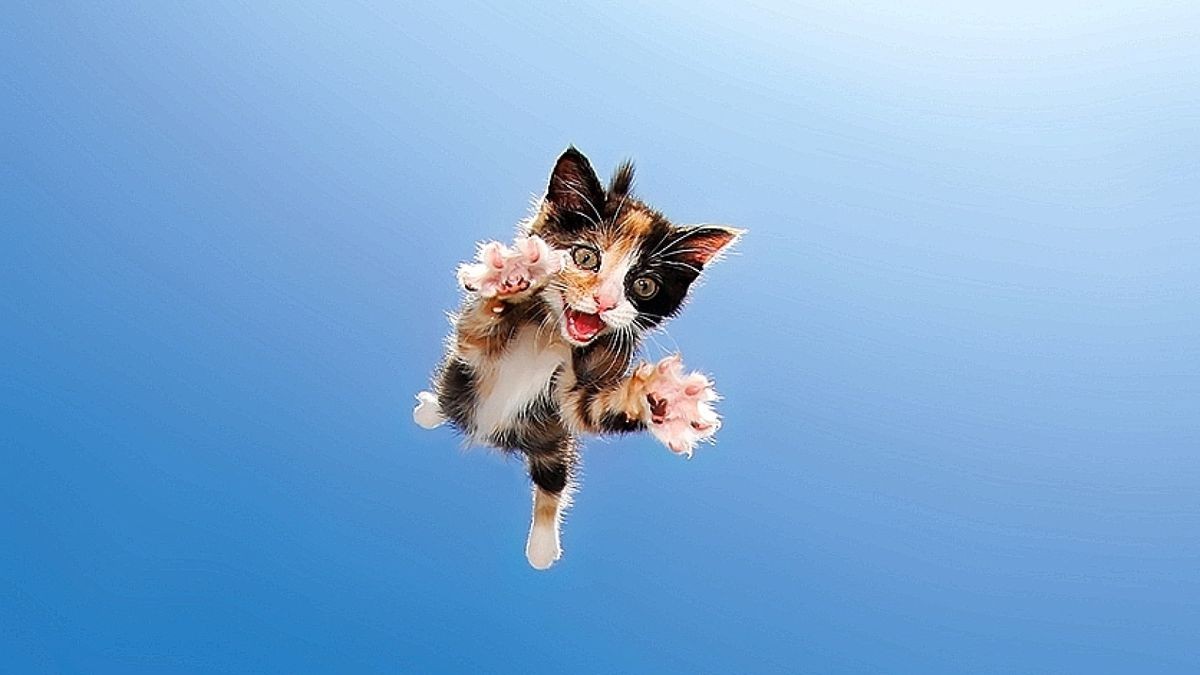 Katzen auf dem Sprung: Seth Casteel hat sie in der Luft fotografiert