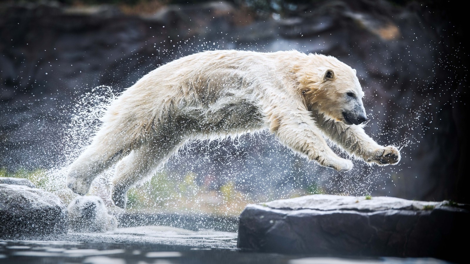 Eisbär Nanook hat Geburtstag: Die schönsten Bilder