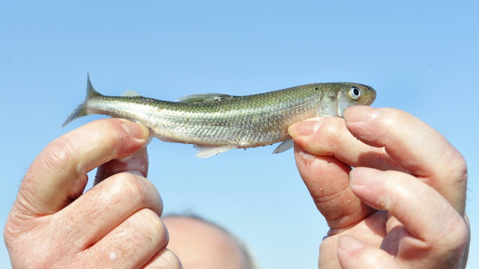 Der Stint ist da! Kleine Fische für großen Genuss