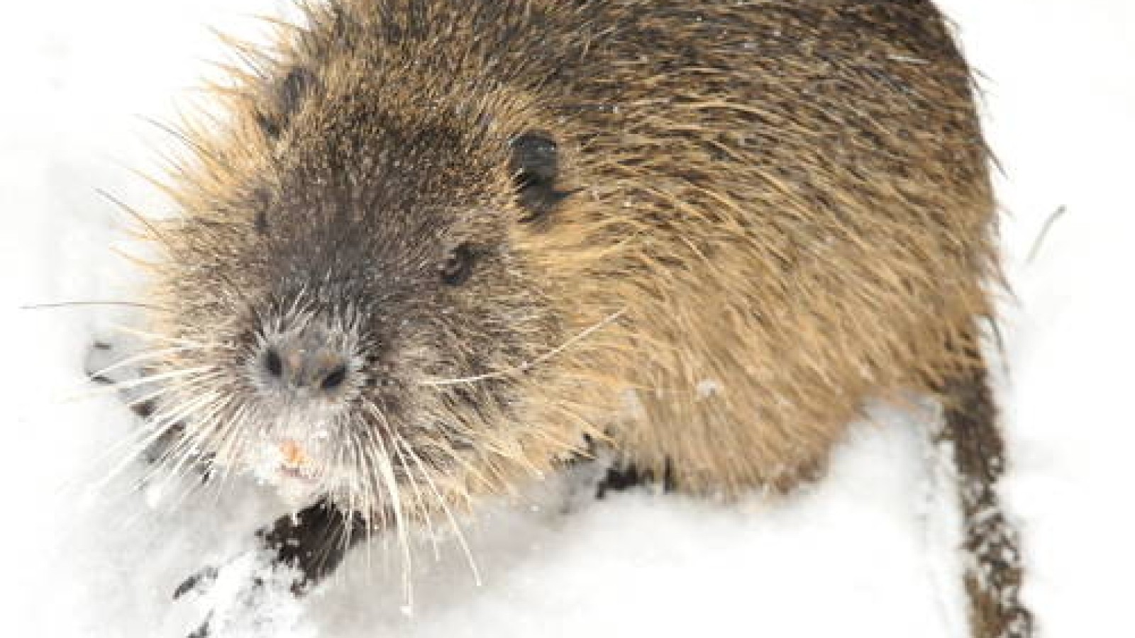 Nutria-Plage: Stadt Bad Sulza nicht zuständig