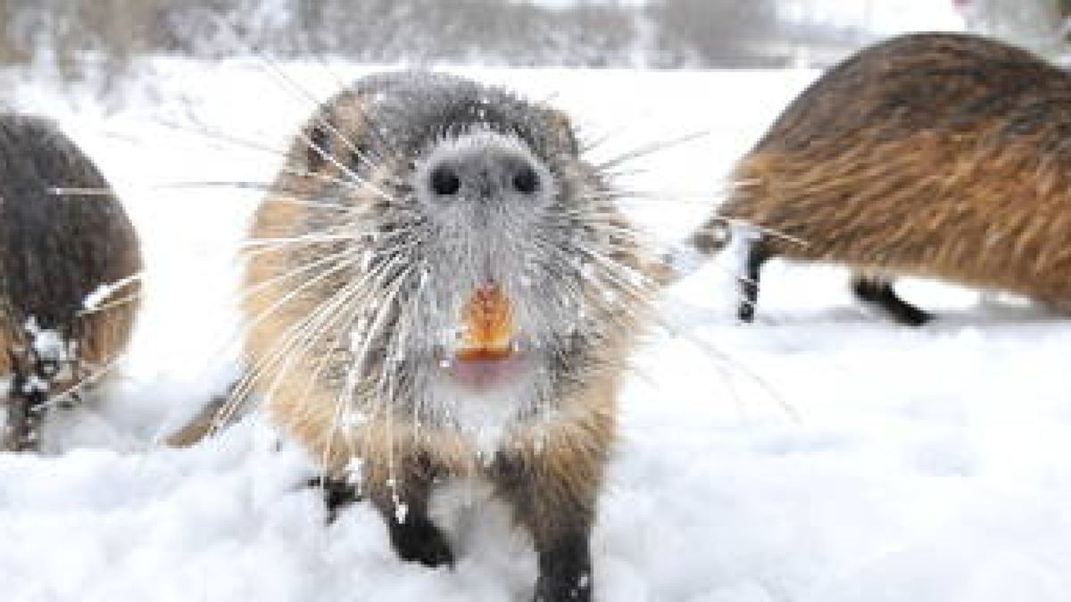 Nutria-Plage: Stadt Bad Sulza nicht zuständig