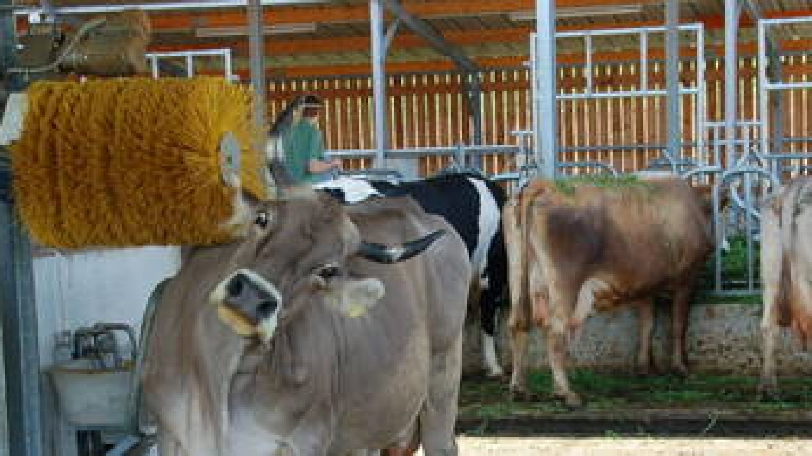 Markusgemeinschaft baute neuen Stall für Braunvieh-Kühe