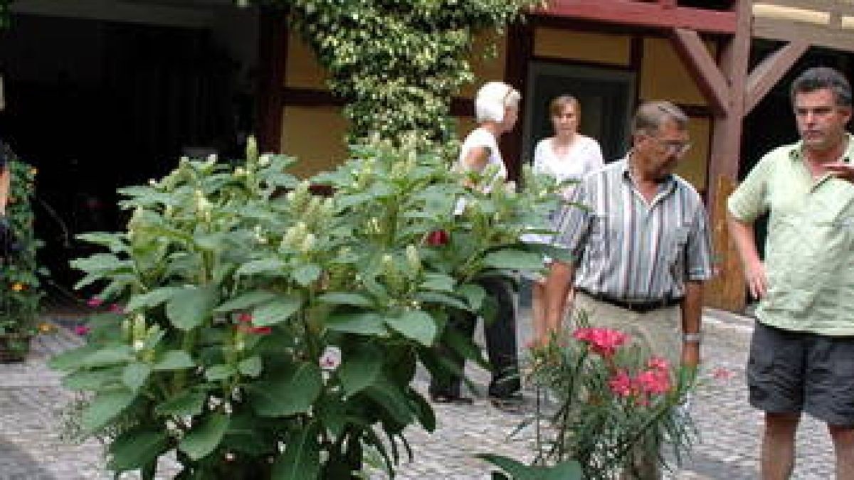 Entente-Florale-Jury lobt Verbindung von Stein und Grün