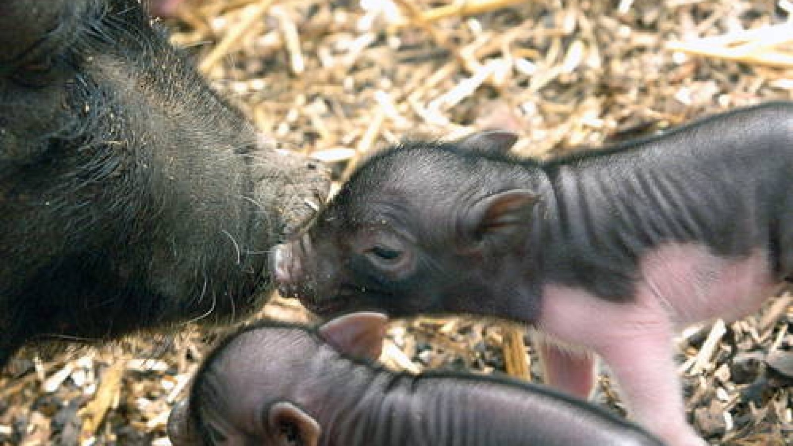 Zehn neue Minischweinchen für den Possen