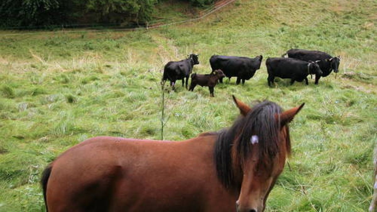 Kleinste Rinder im Suhler Dreisbachtal