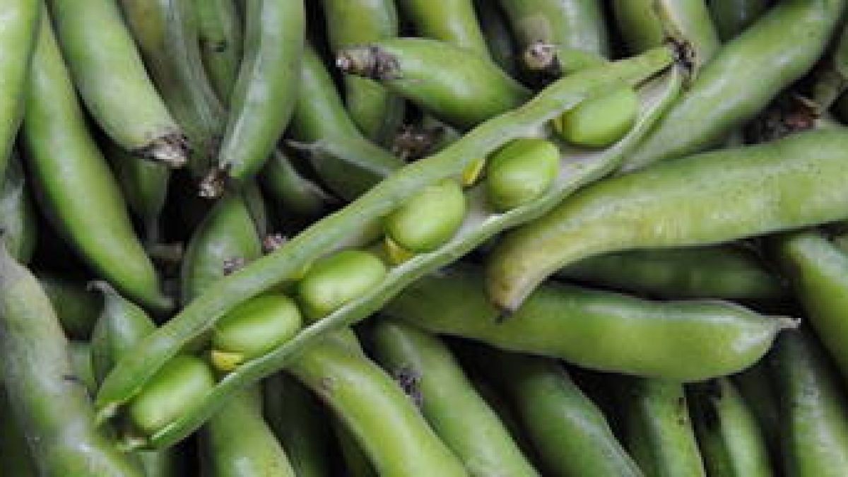 Neues Puffbohnen-Kochbuch vorgestellt