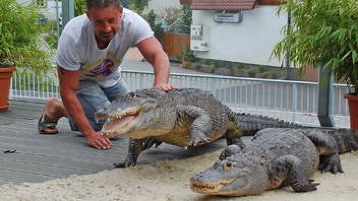 Krokodile als Haustiere