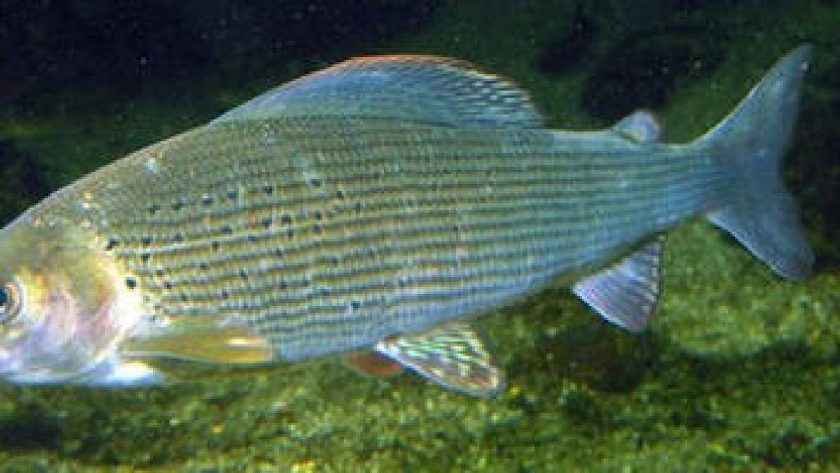 Fisch des Jahres 2011 bereitet Anglern Kopfzerbrechen