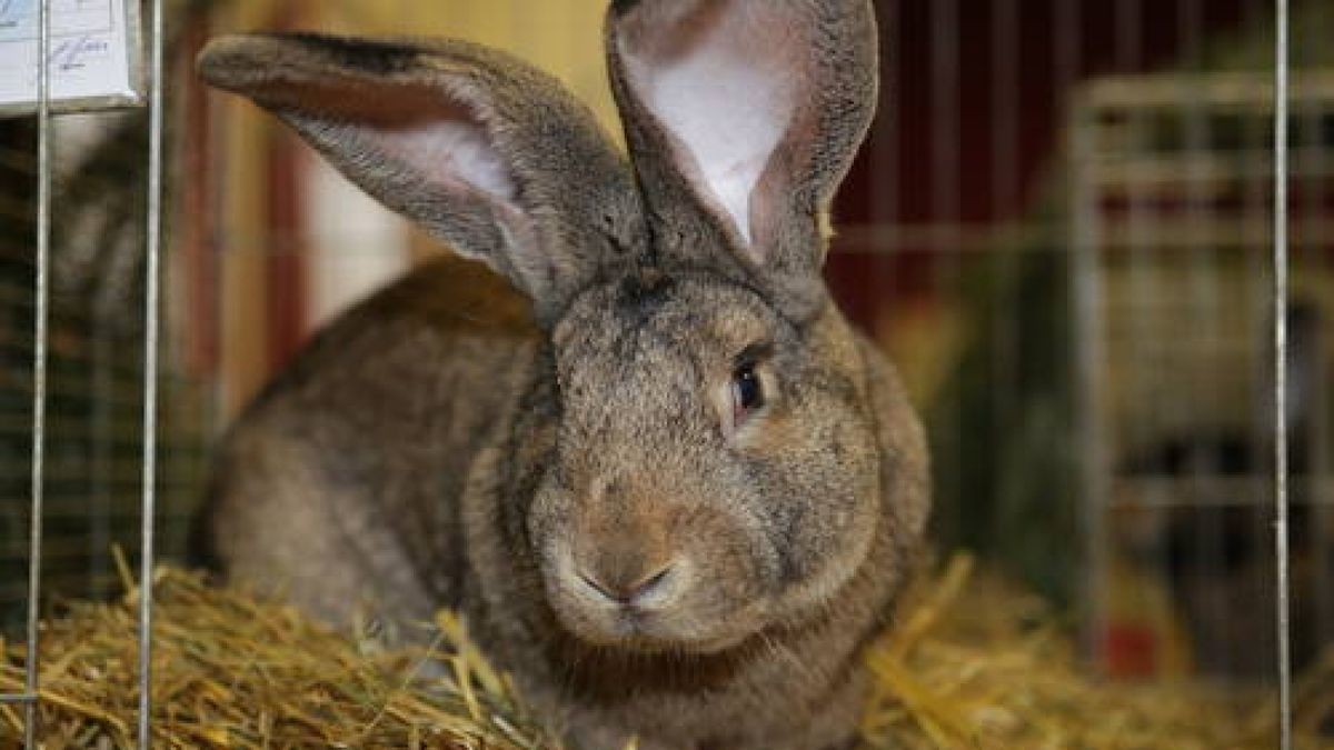 Rammler im Rampenlicht: Züchter aus Region Schleiz-Pößneck-Saalfeld in ...